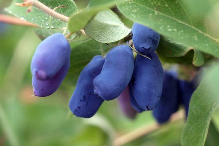 All About Incredible Haskap Wine (Honeyberry) | The Daily Fruit Wine